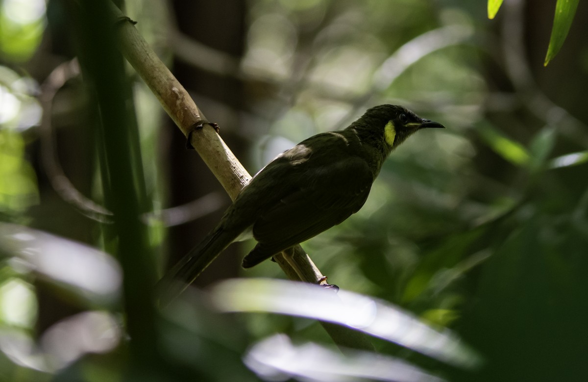 Queenslands Emblem Bird