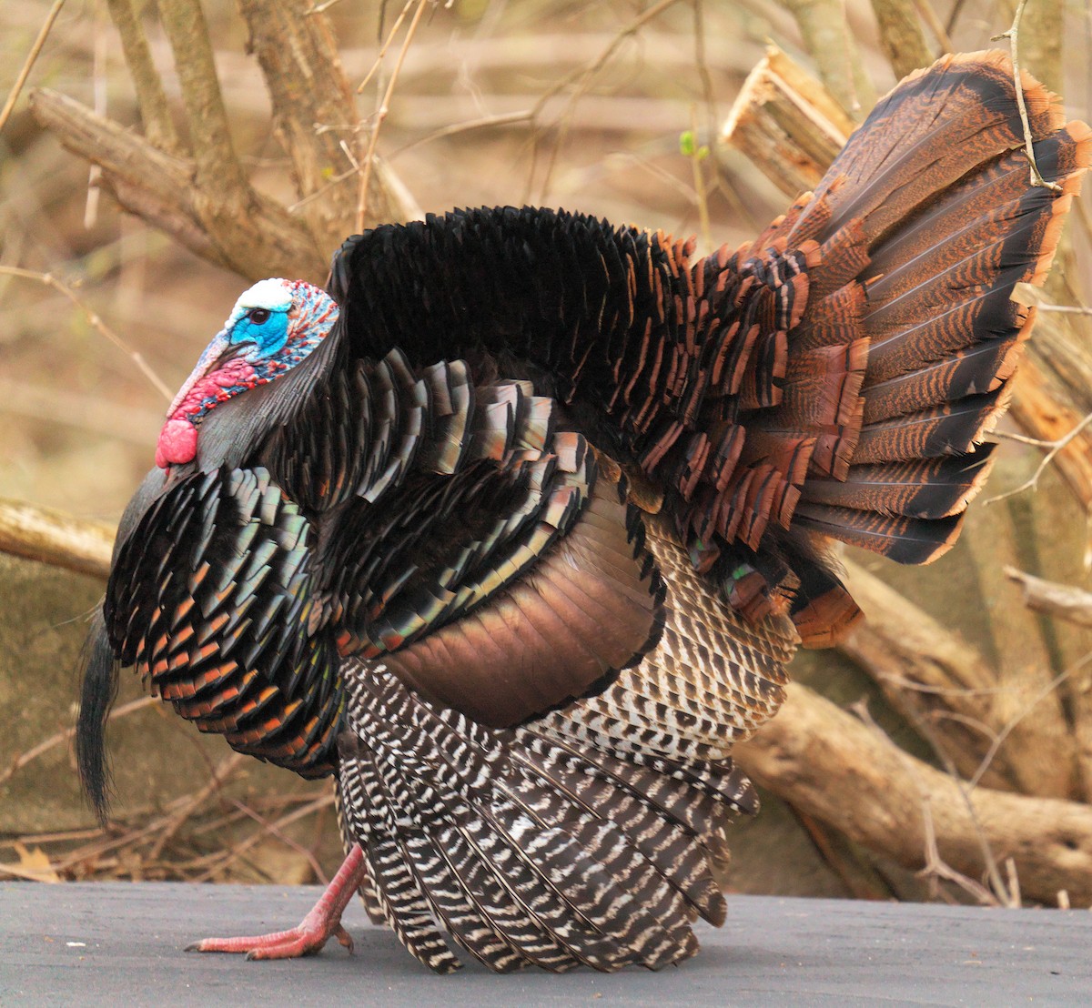 ML617236083 - Wild Turkey - Macaulay Library