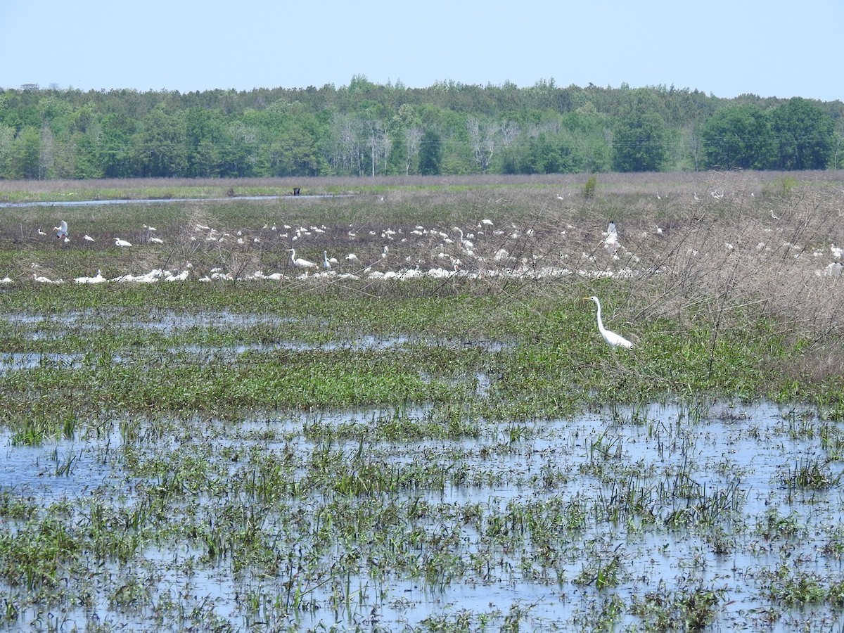 eBird Checklist - 11 Apr 2024 - Overflow NWR--North Sanctuary - 12 species
