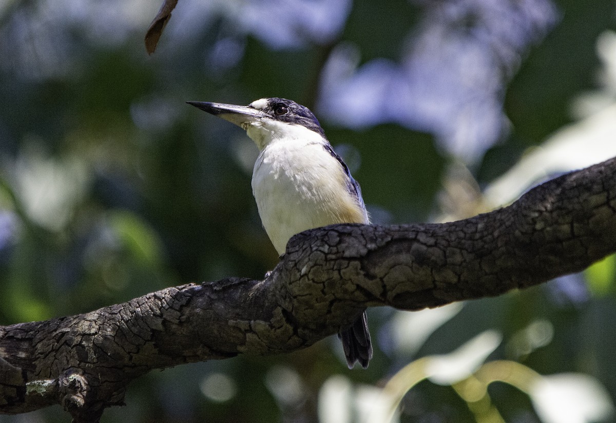 Queenslands Emblem Bird