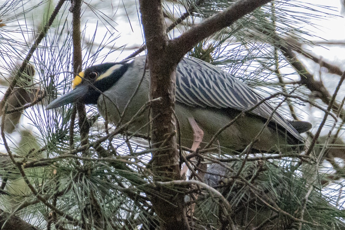 North Carolina Bird Atlas Checklist - 11 Apr 2024 - Sandy Creek Park - 35 species