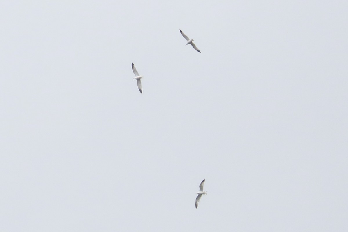 Pennsylvania Bird Atlas Checklist - 11 Apr 2024 - 399 Upper Georges Valley Rd, Spring Mills US ...