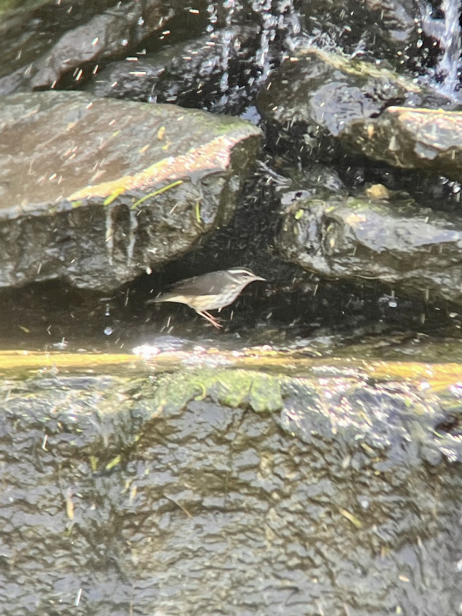 eBird Checklist - 11 Apr 2024 - South Padre Is.--Birding and Nature ...