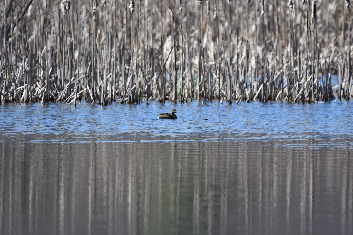Pennsylvania Bird Atlas Checklist - 7 Apr 2024 - Dreibelbis Birding Area (formerly Julian ...