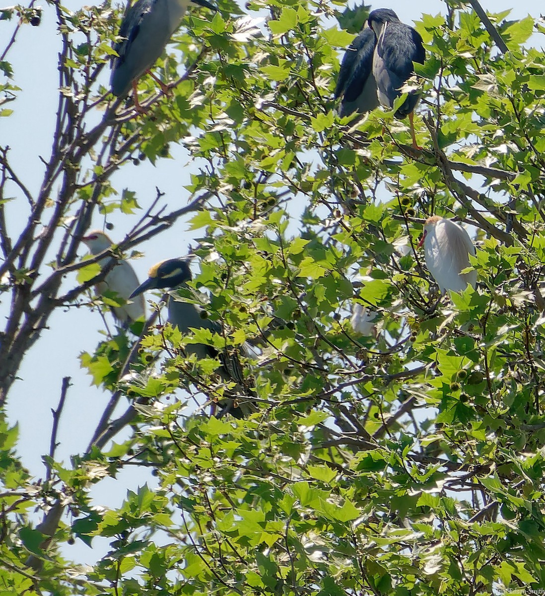 eBird Checklist - 11 Apr 2024 - North Natomas Lake - 9 species