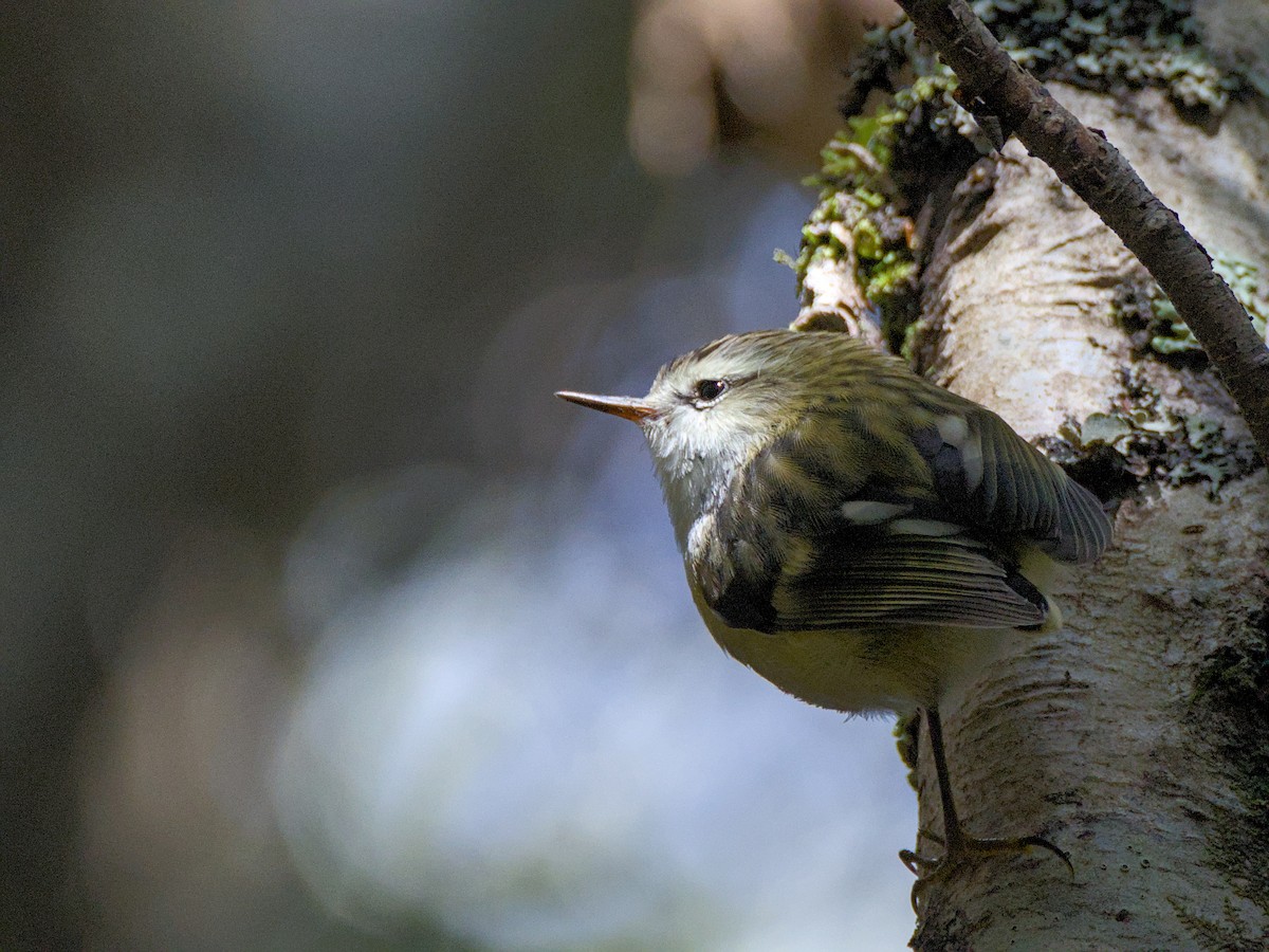 Atlasing the Kaimanawa Southern Access Corridor - Christopher Tuffley ...