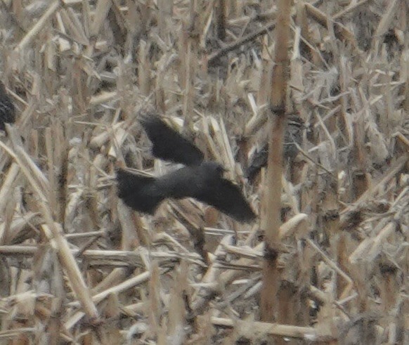 eBird Checklist - 11 Apr 2024 - 18024–18314 Avery Rd, Three Oaks US-MI ...