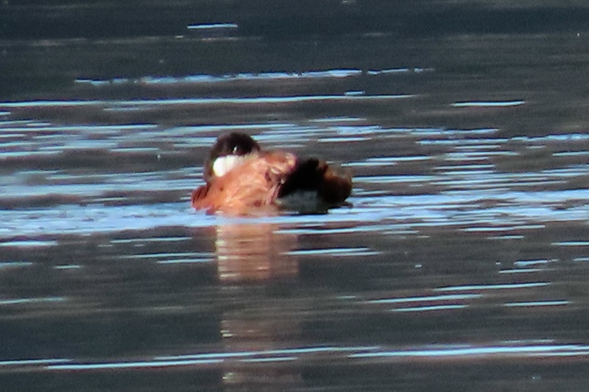 Pennsylvania Bird Atlas Checklist - 7 Apr 2024 - Presque Isle SP--Niagara Boat Launch - 3 species