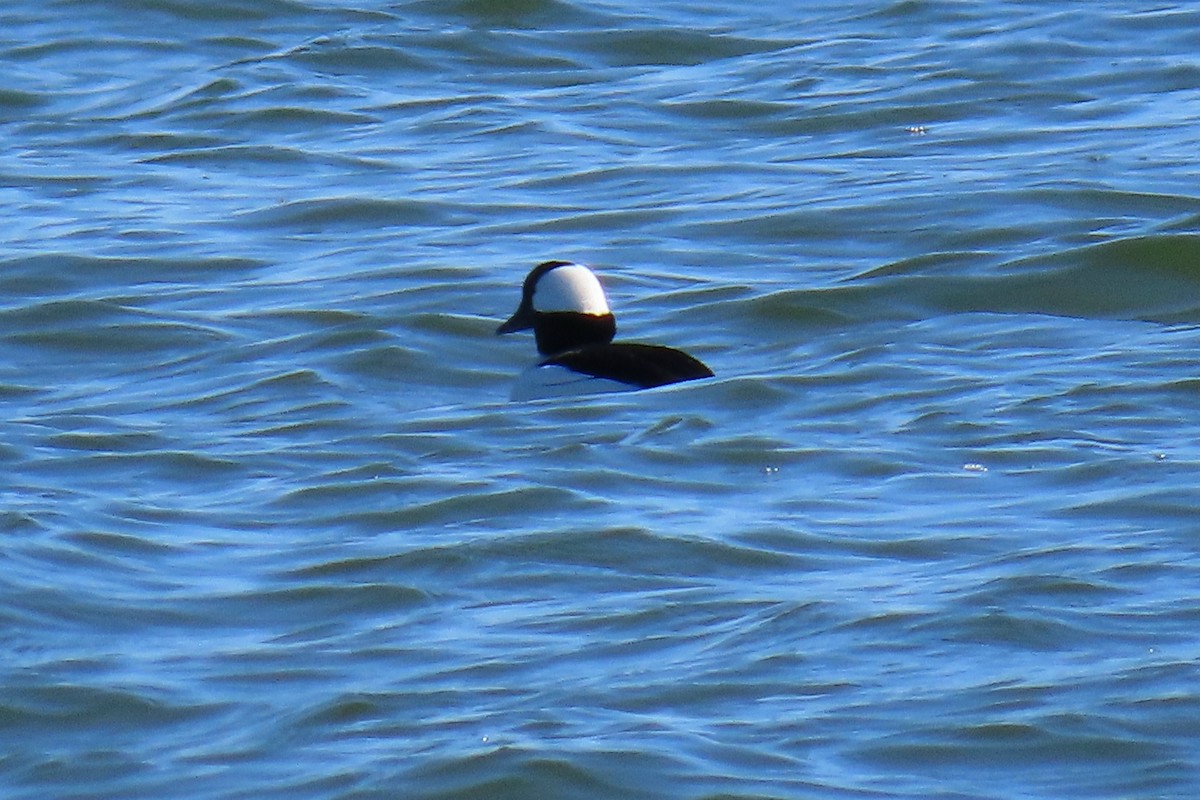 Pennsylvania Bird Atlas Checklist - 7 Apr 2024 - Presque Isle SP--Long Pond Trail - 10 species