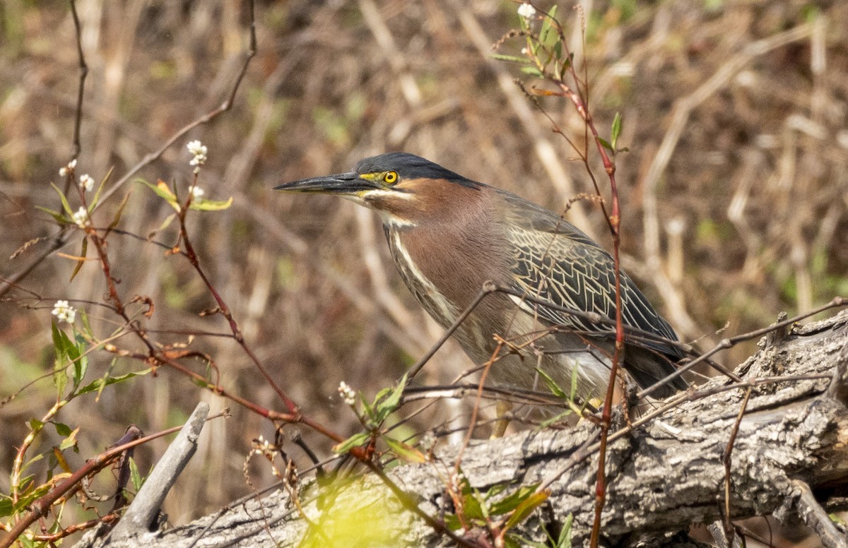 eBird Checklist - 10 Apr 2024 - Gray Lodge Wildlife Area - 65 species ...