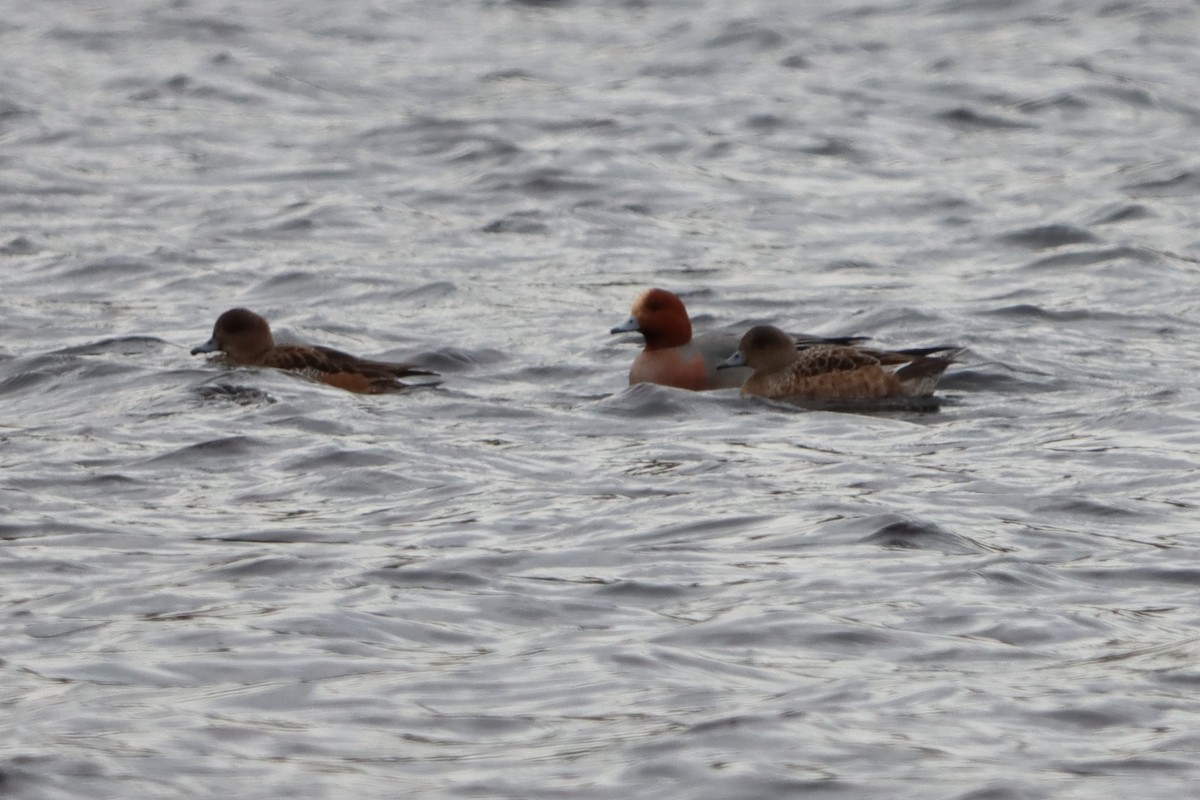 eBird Checklist - 11 Apr 2024 - Inchgarth Reservoir - 19 species