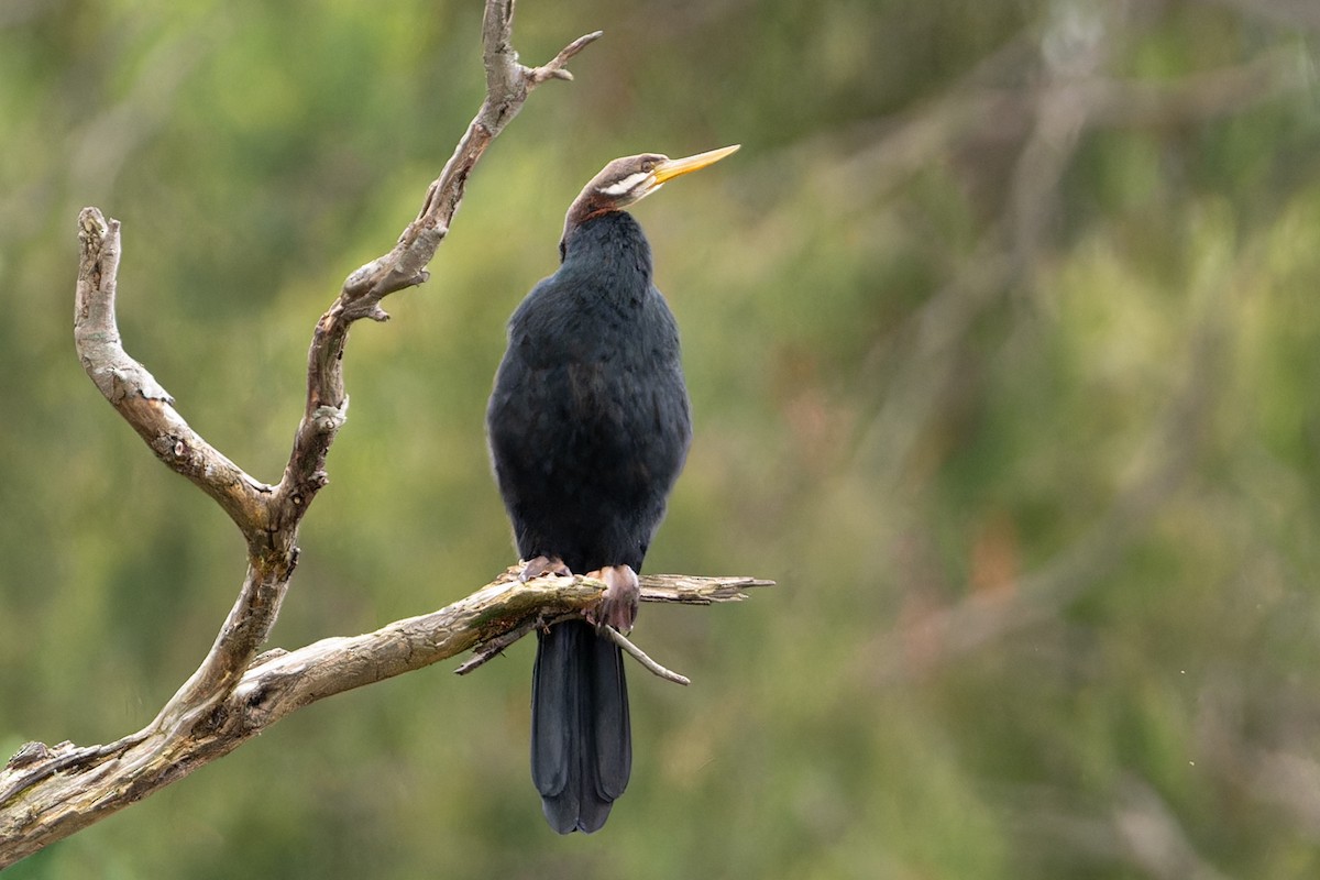 eBird Australia Checklist - 12 Apr 2024 - Koomba Park - 36 species