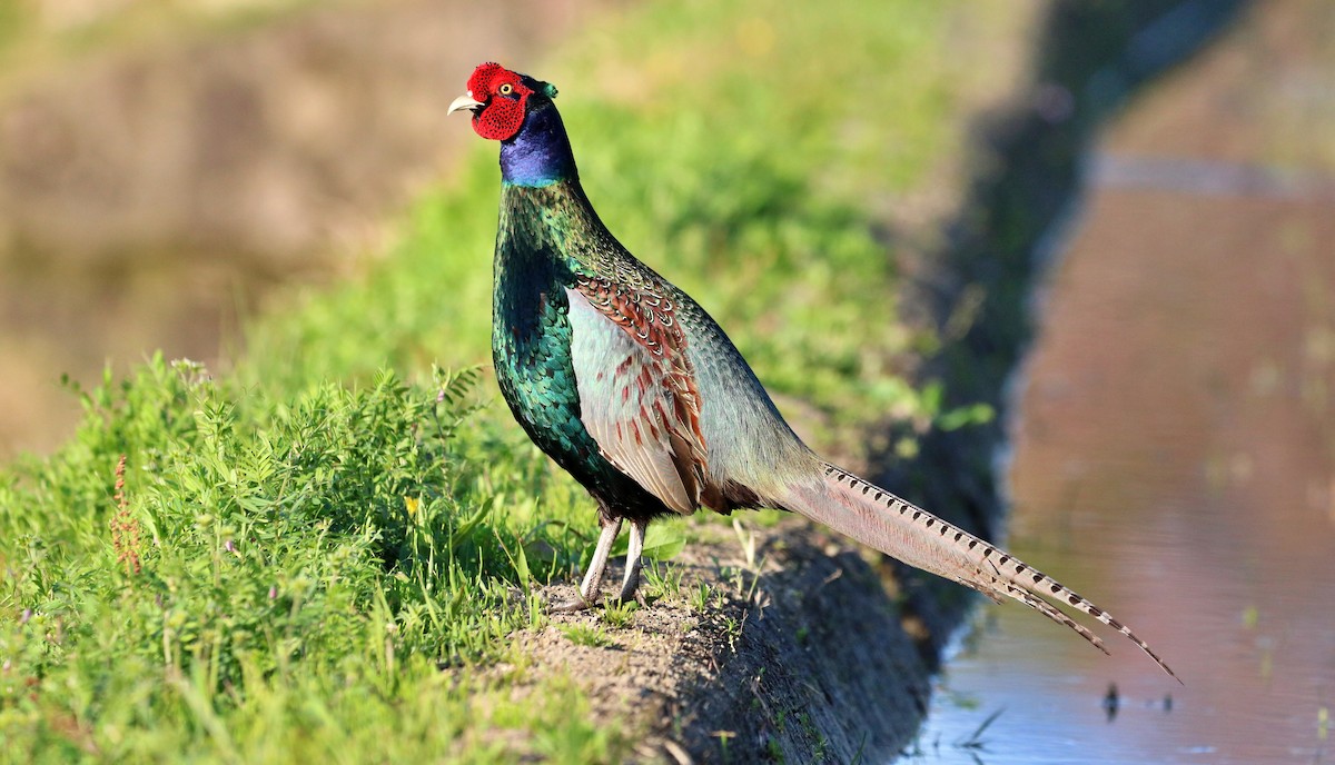 eBird Checklist - 12 Apr 2024 - Ukawa - 鵜川 - 35 species