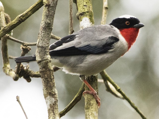 Photos - Cherry-throated Tanager - Nemosia rourei - Birds of the World