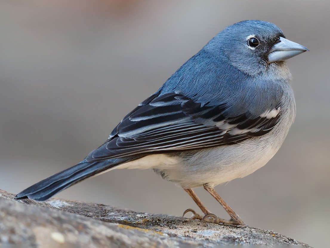 Pinzón Azul de Gran Canaria - eBird