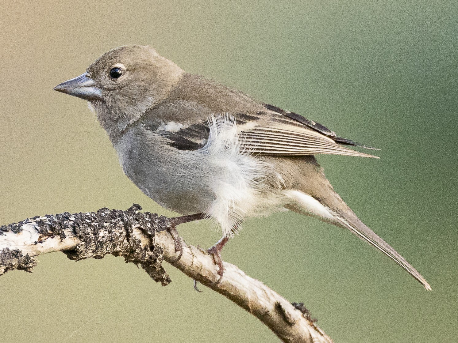 Pinzón Azul de Gran Canaria - eBird