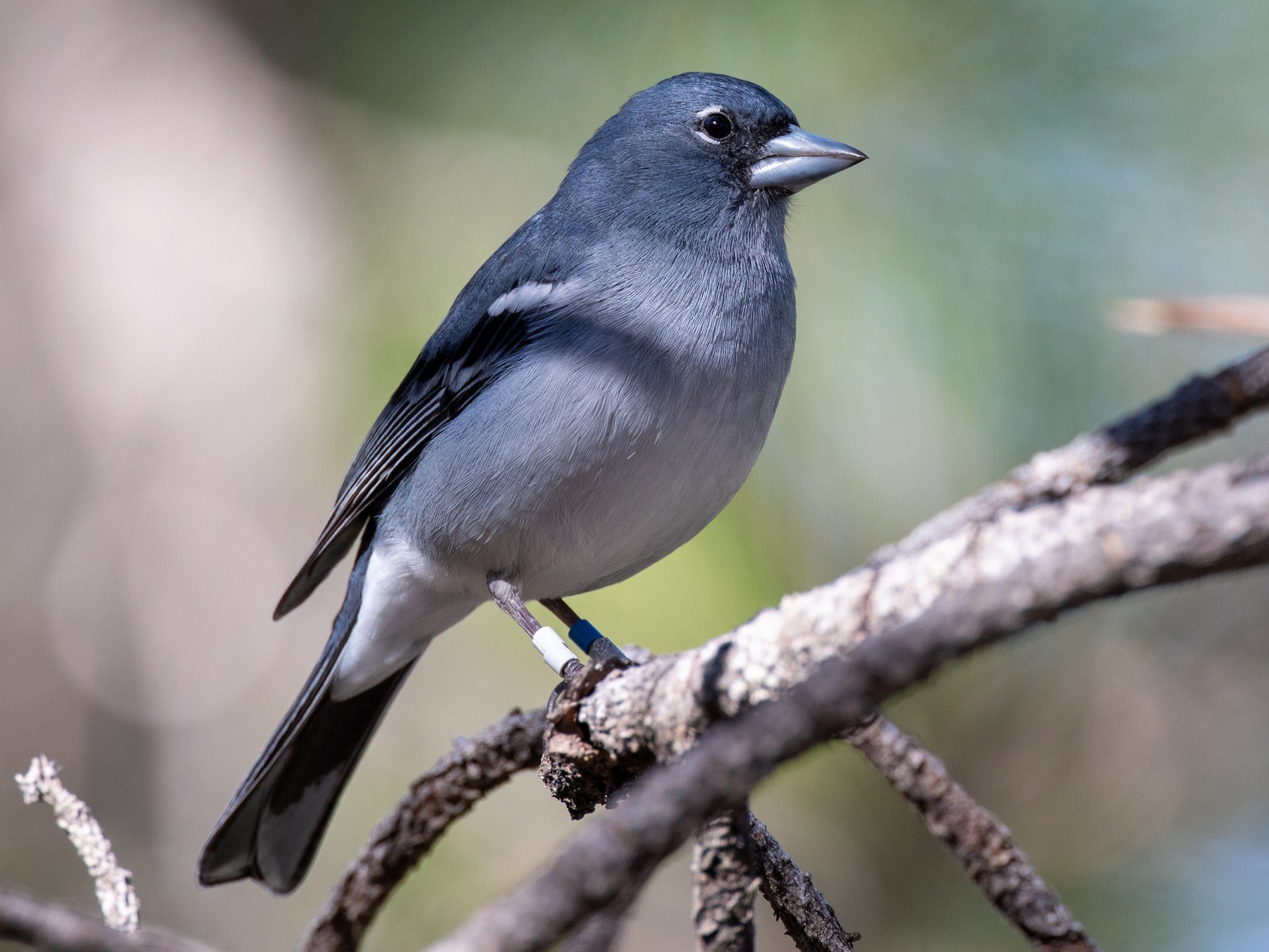 Pinzón Azul de Gran Canaria - eBird