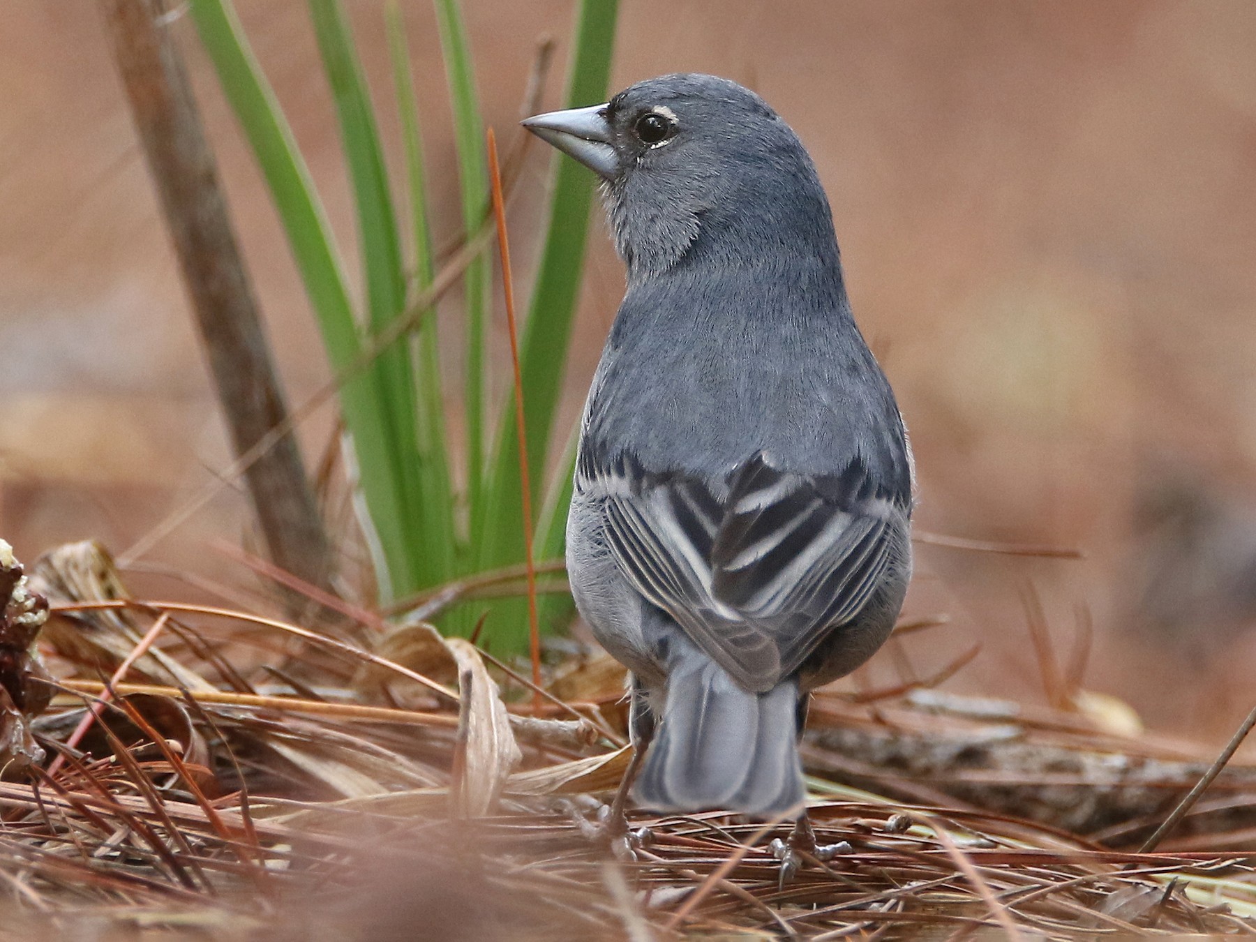 Pinzón Azul de Gran Canaria - eBird