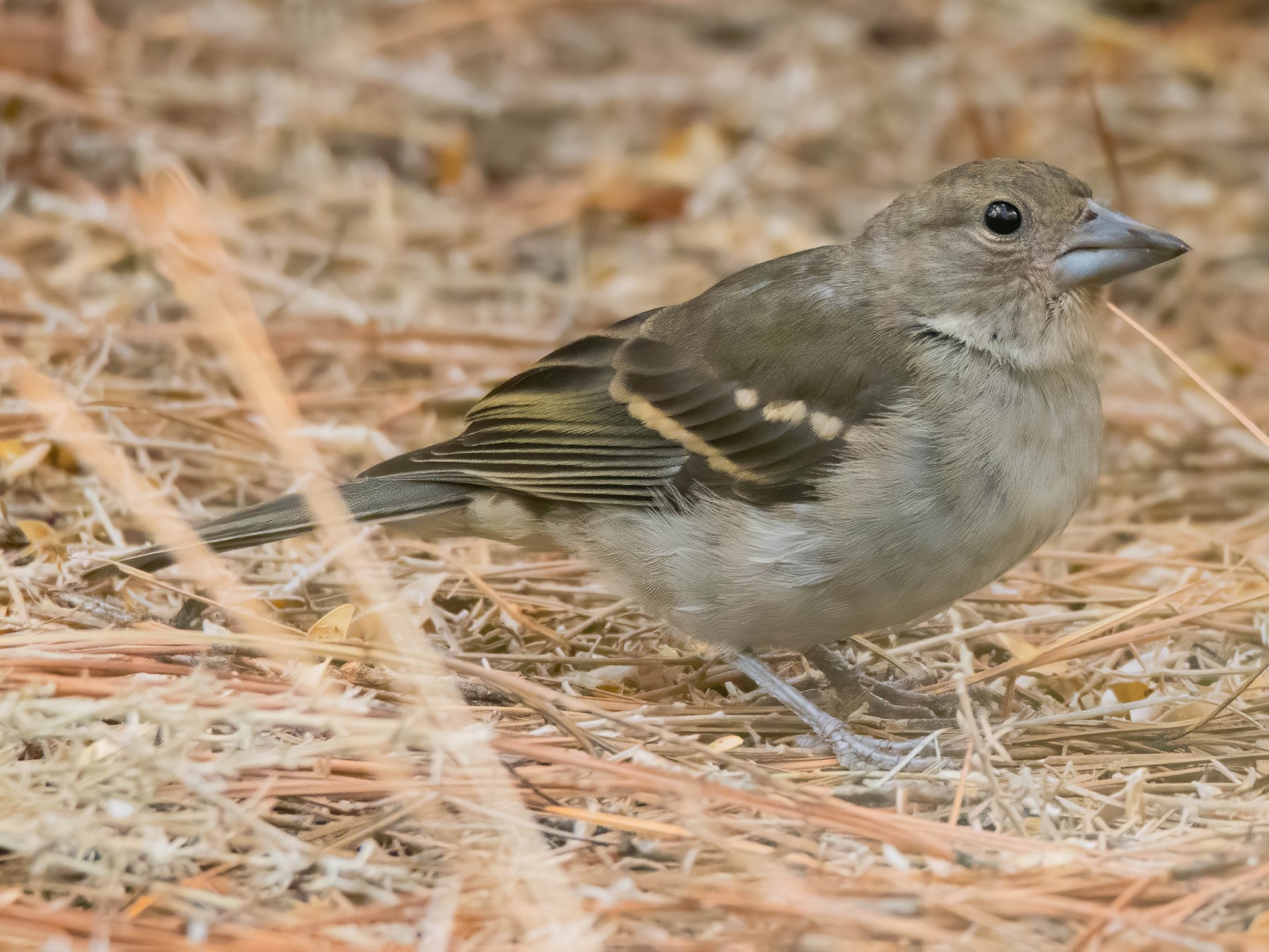 Pinzón Azul de Gran Canaria - eBird