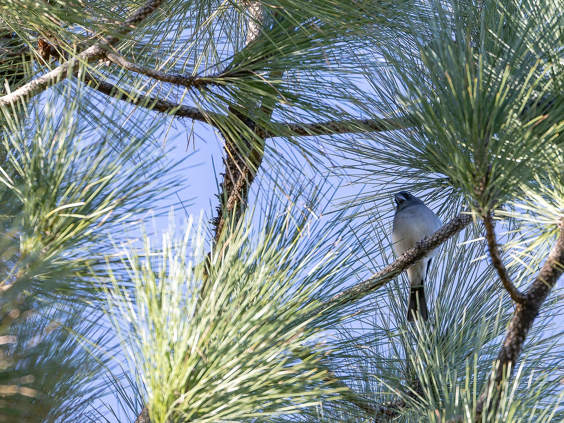 Pinzón Azul de Gran Canaria - eBird