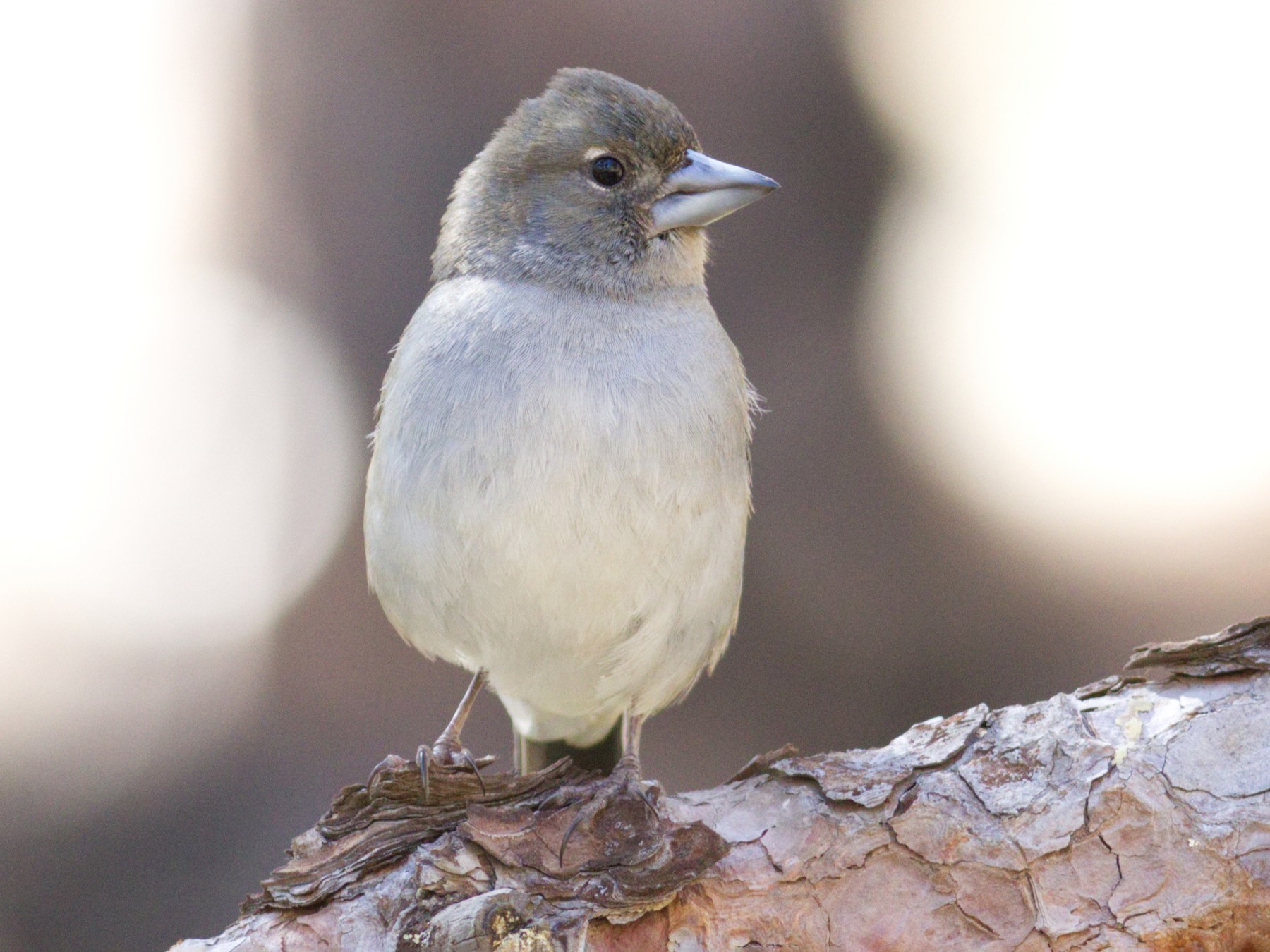 Pinzón Azul de Gran Canaria - eBird