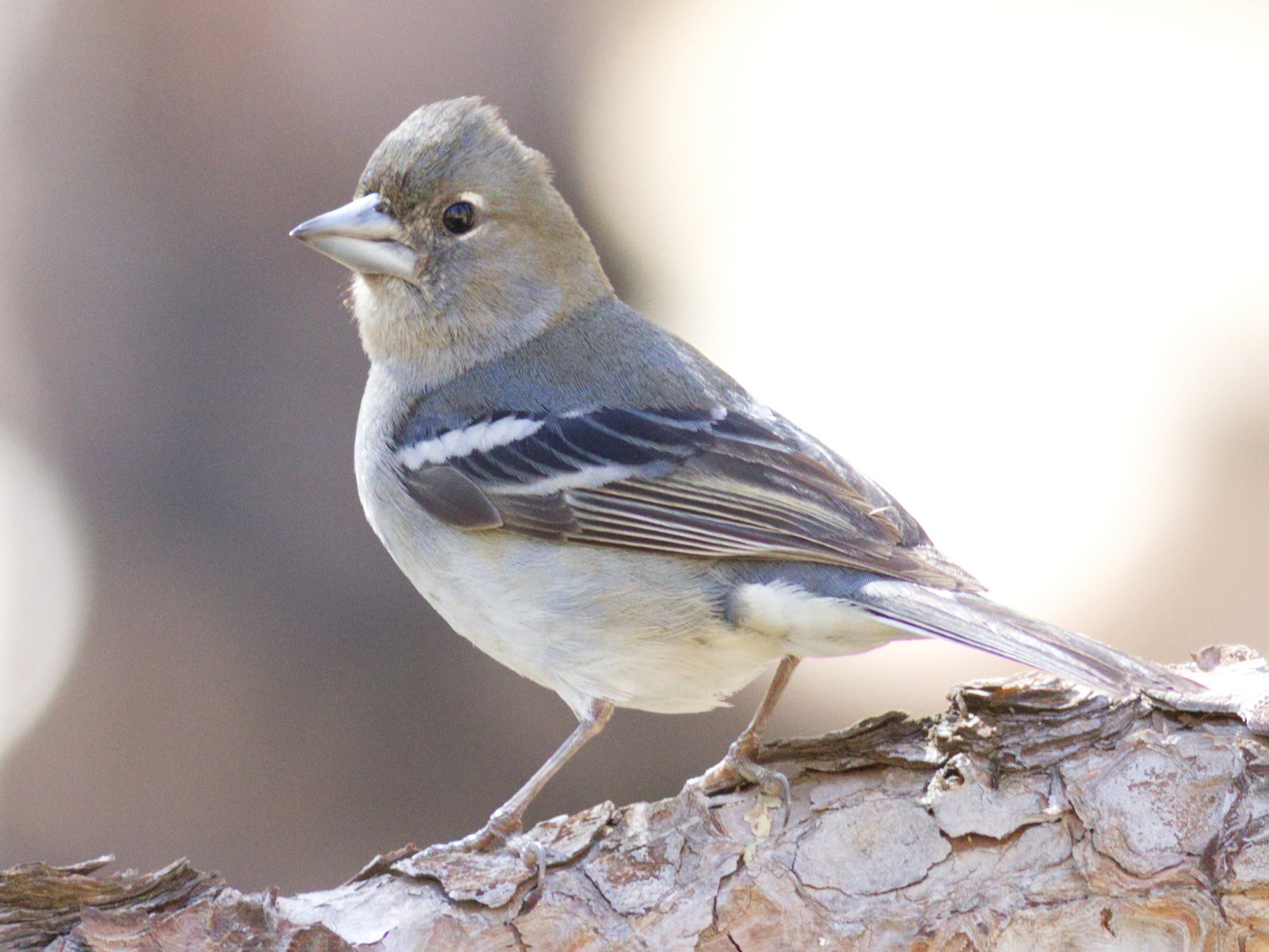 Pinzón Azul de Gran Canaria - eBird