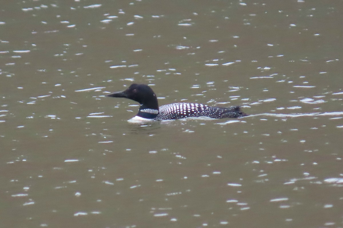 Pennsylvania Bird Atlas Checklist - 5 Apr 2024 - Tionesta Lake--Dam - 10 species