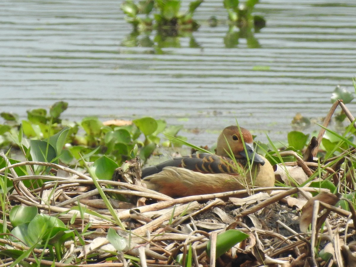 eBird Checklist - 2 Apr 2024 - Maguri Eco Camp - 13 species