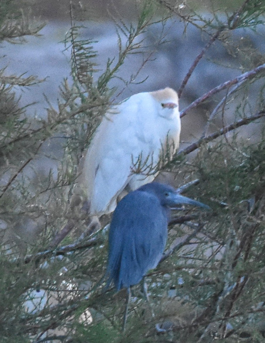eBird Checklist - 12 Apr 2024 - Rio Grande Valley SP--Tingley Beach ...