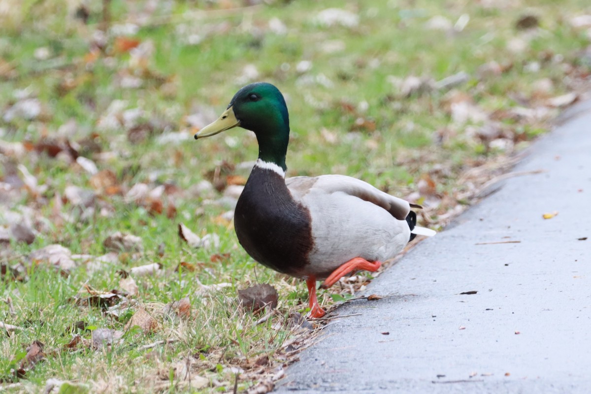 eBird Checklist - 12 Apr 2024 - Ottawa--Sawmill Creek Constructed Wetland - 17 species