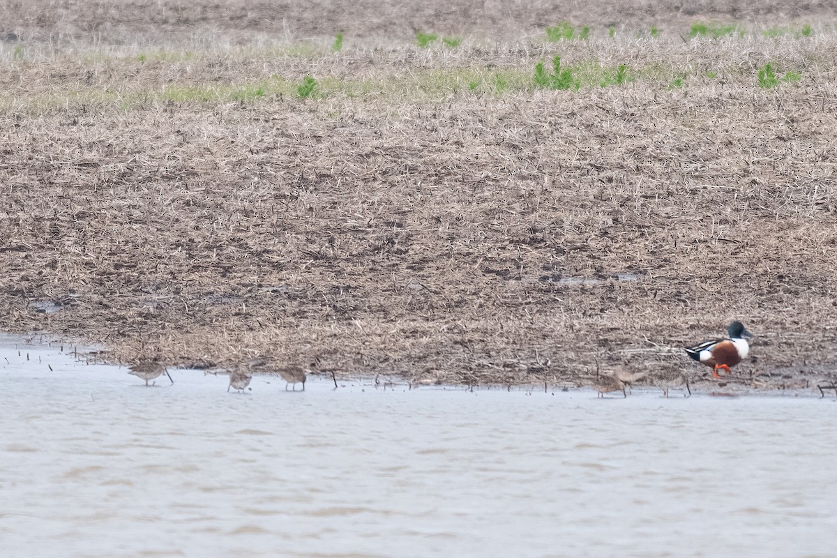 eBird Checklist - 12 Apr 2024 - Flooded Field at CR51 and CR60 - 7 species
