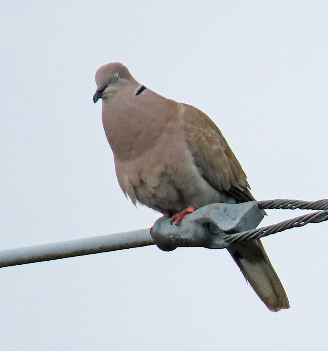 eBird Checklist - 12 Apr 2024 - Dallas Retirement Village - 14 species eBird Checklist - 12 Apr 2024 - Dallas Retirement Village - 14 species