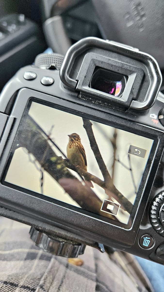 eBird Checklist - 12 Apr 2024 - Fowler Road, Millbrook, New York, US ...