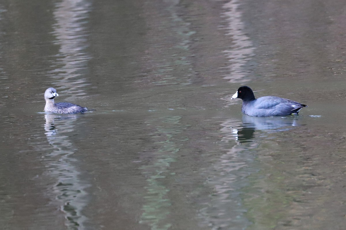 Pennsylvania Bird Atlas Checklist - 12 Apr 2024 - Colyer Lake Recreation Area - 23 species