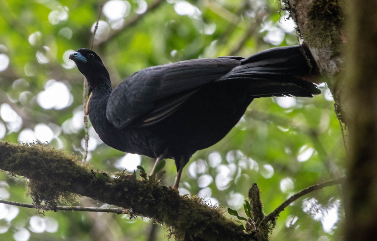 Wattled Guan - Aburria aburri - Media Search - Macaulay Library and eBird