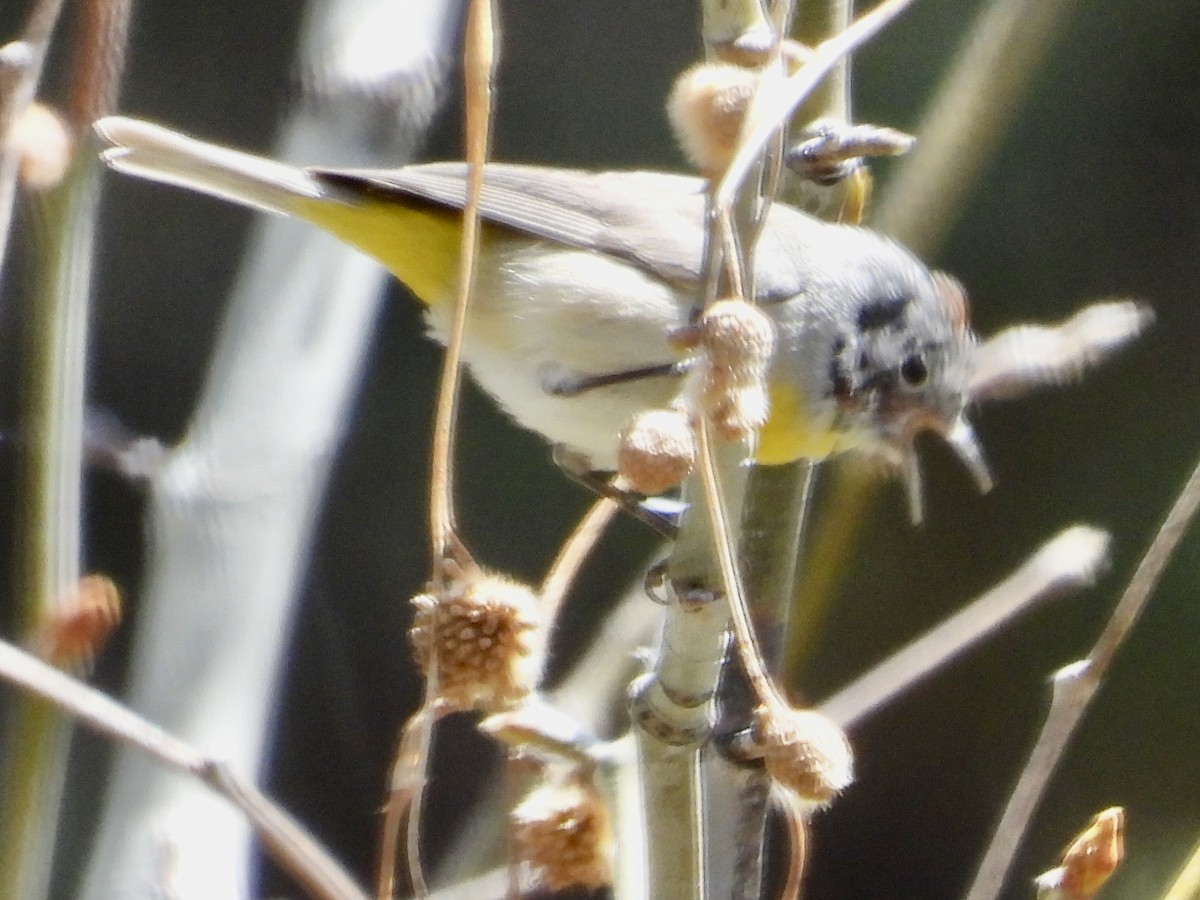 eBird Checklist - 12 Apr 2024 - stakeout Sulphur-bellied Flycatcher, Bear Canyon pullout - 5 species