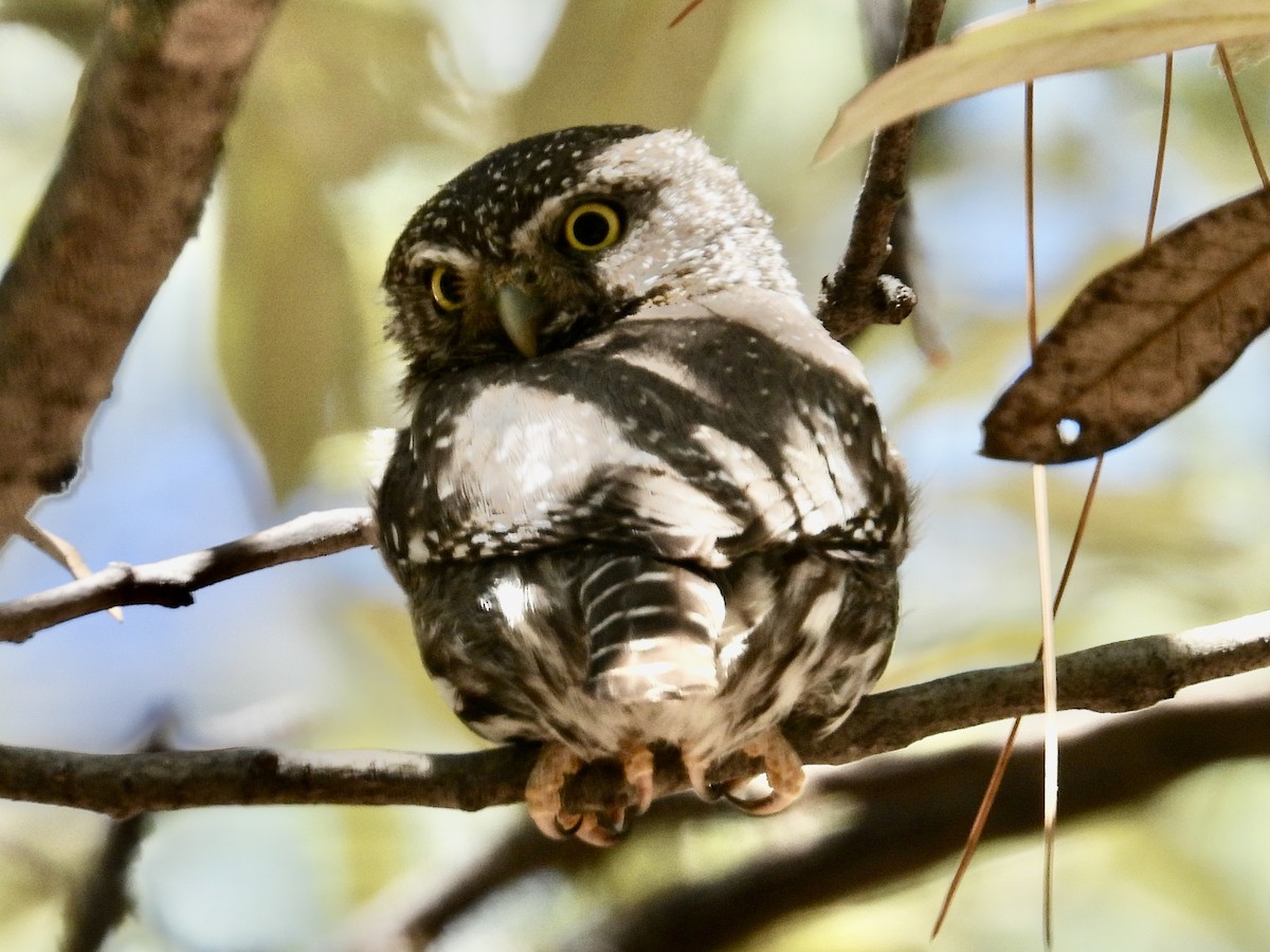 eBird Checklist - 12 Apr 2024 - Mt. Lemmon--Bear Canyon (Cypress ...