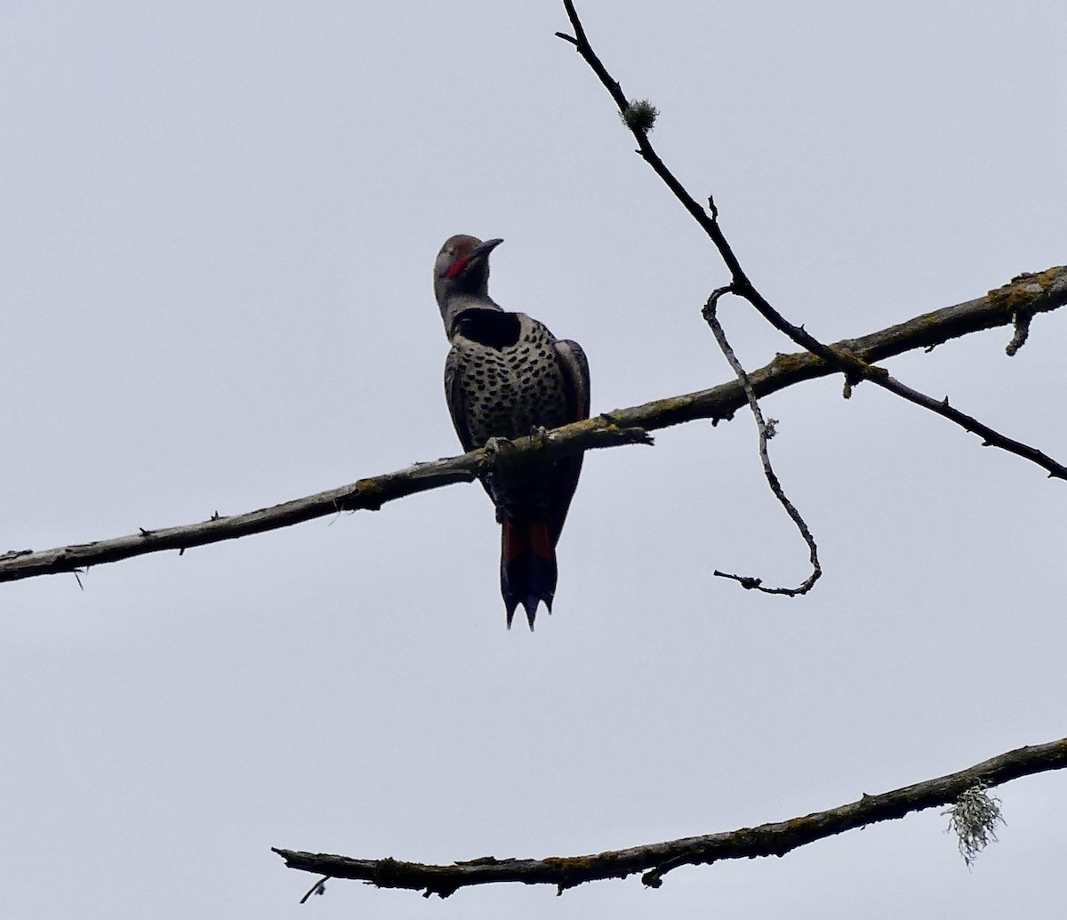 eBird Checklist - 11 Apr 2024 - Marrowstone--Morningtide (Jefferson ...
