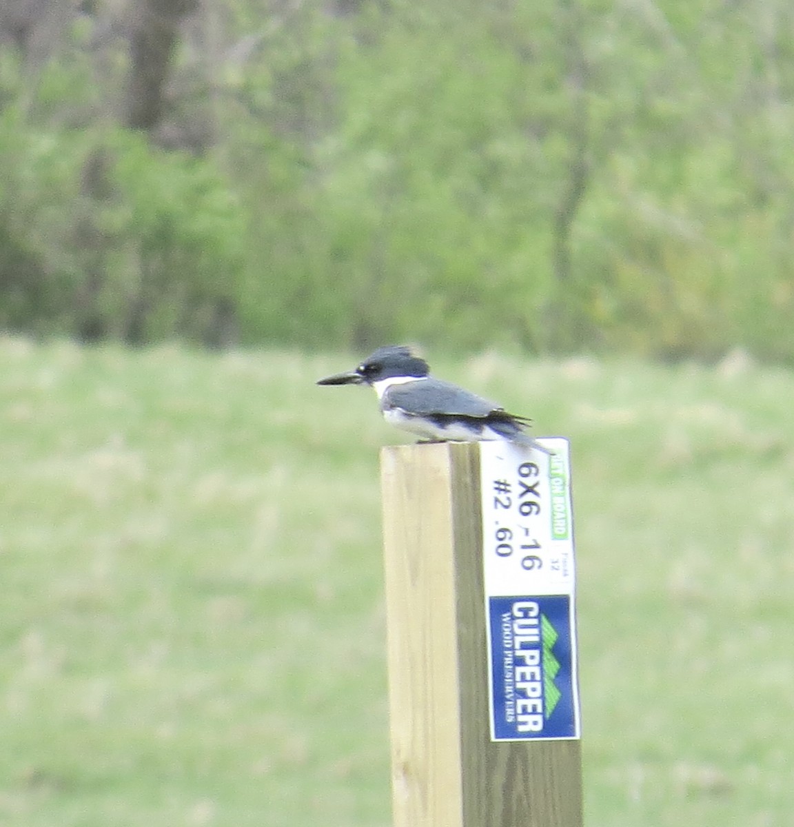 Pennsylvania Bird Atlas Checklist - 12 Apr 2024 - stakeout Scissor-tailed Flycatcher, Free ...