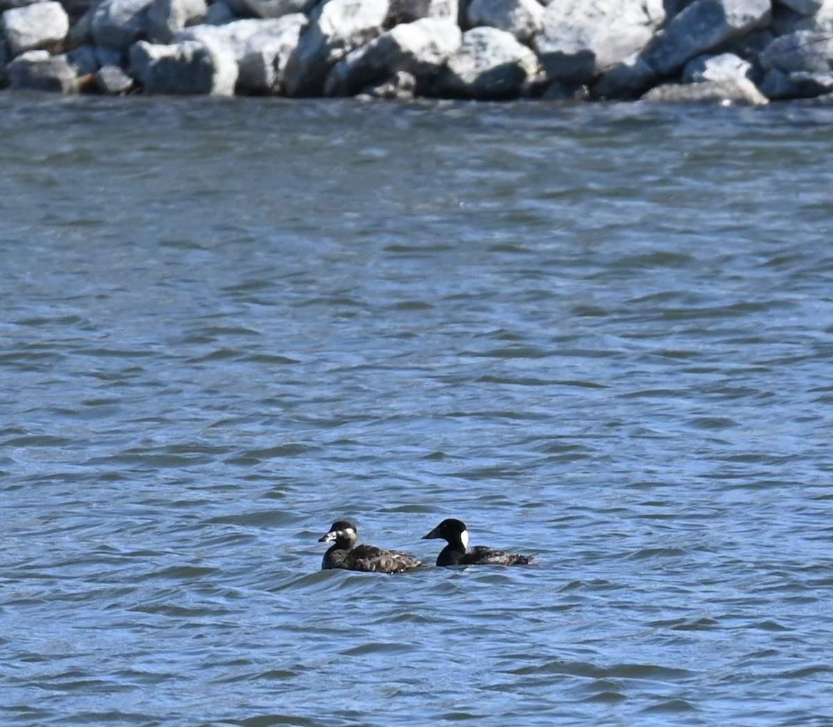 eBird Checklist - 12 Apr 2024 - Red Haw SP - 4 species