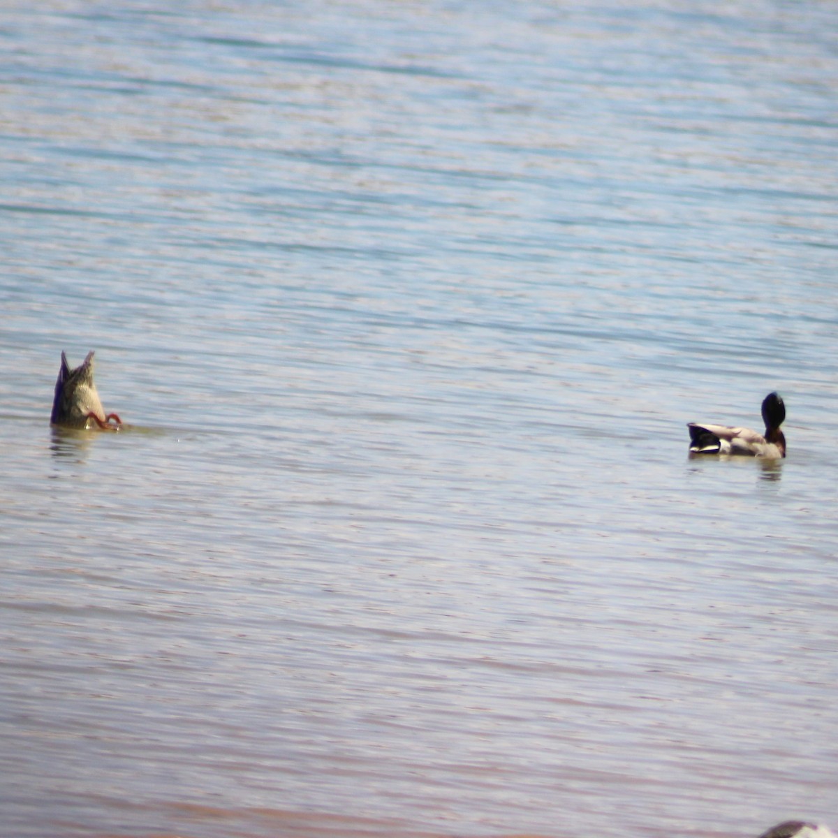 eBird Checklist - 12 Apr 2024 - UT, Lake Powell, Lone Rock beach - 7 ...