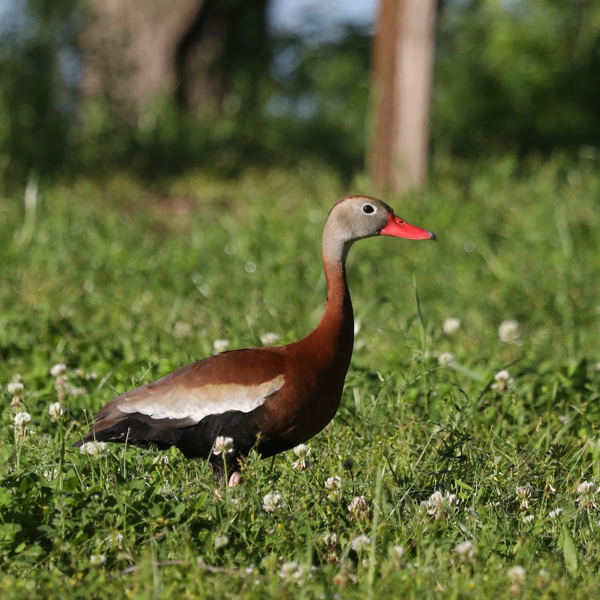 eBird Checklist - 12 Apr 2024 - Red River NWR--Headquarters Unit - 47 ...