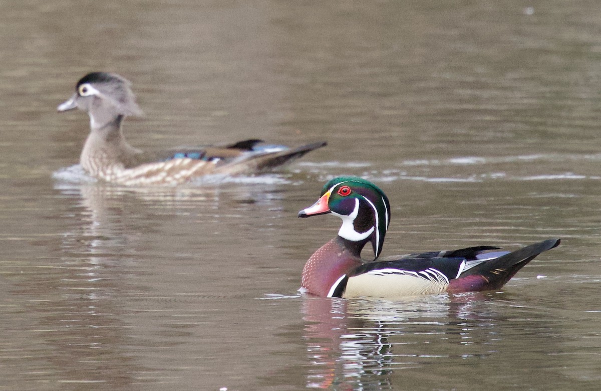 eBird Checklist - 12 Apr 2024 - Garret Mountain Reservation (Park) - 22 ...
