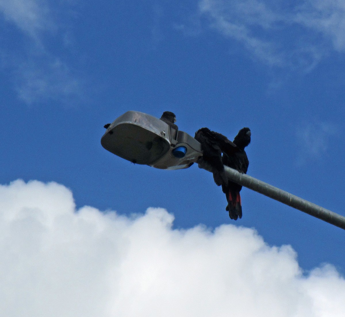 Queenslands Emblem Bird