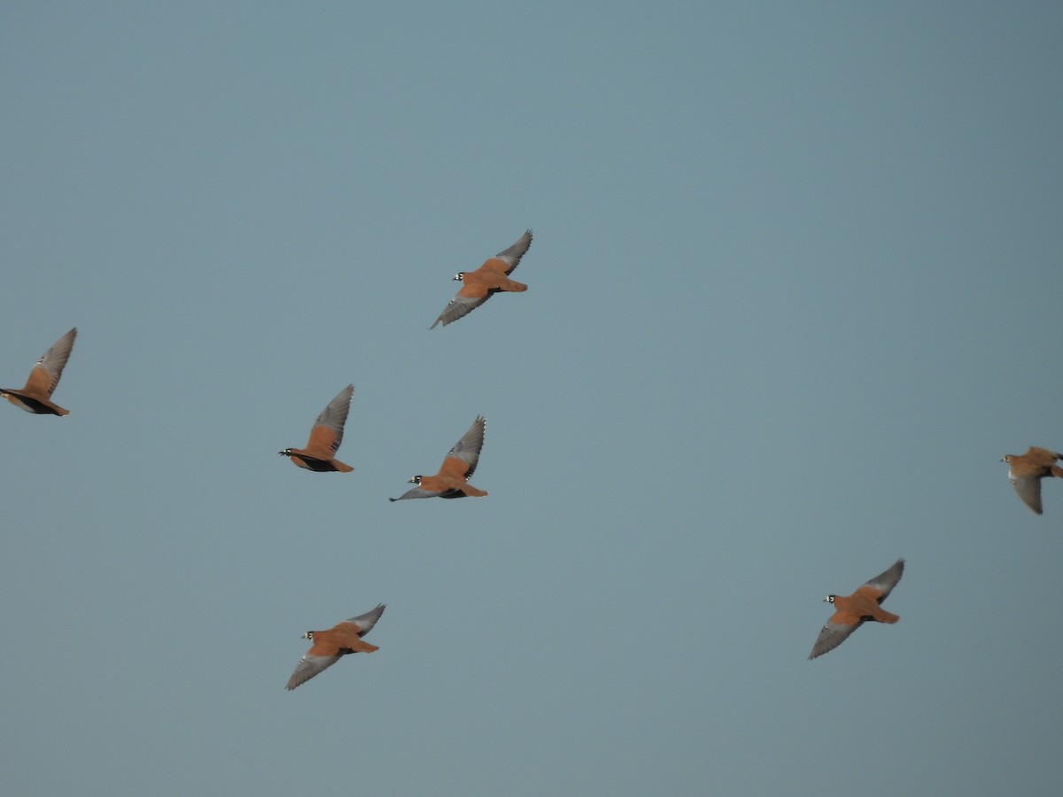 eBird Checklist - 13 Apr 2024 - A2, Kynuna AU-QLD -21.53688, 142.04356 ...