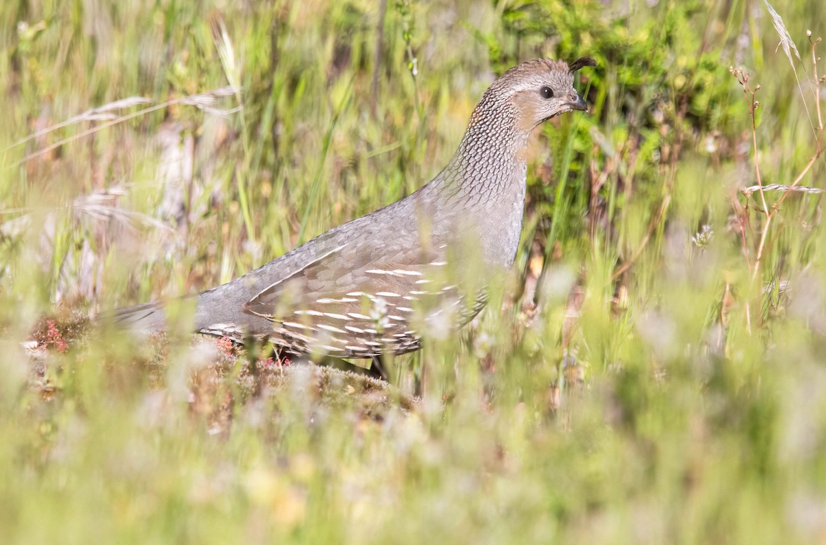 eBird Checklist - 11 Apr 2024 - Pinnacles NP - 43 species