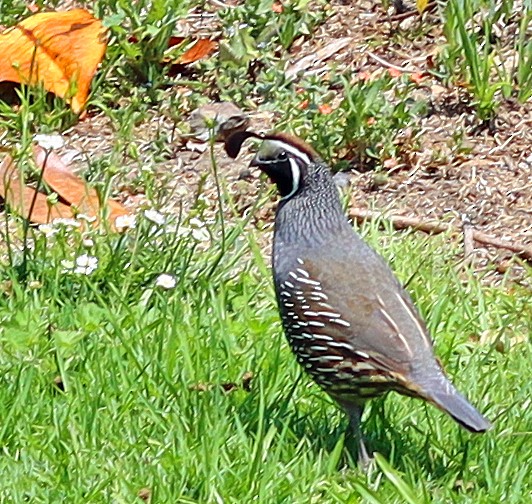 eBird Checklist - 7 Dec 2019 - Opua Forest Paihia Lookout Track - 2 species