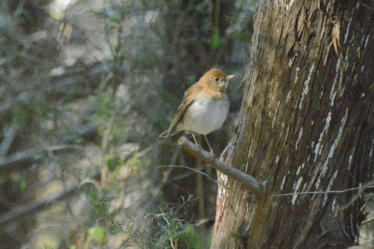 eBird Checklist - 12 Apr 2024 - Fred Howard County Park - 37 species