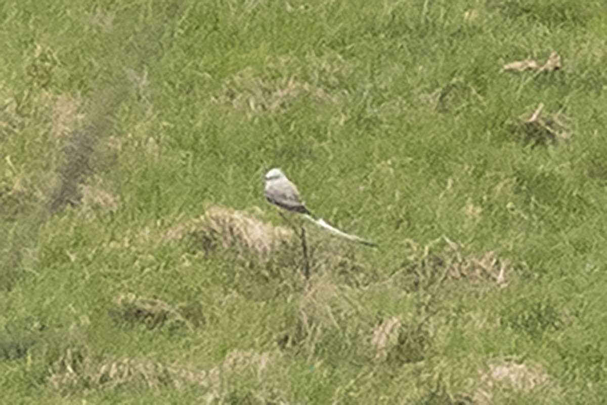 Pennsylvania Bird Atlas Checklist - 12 Apr 2024 - stakeout Scissor-tailed Flycatcher, Free ...