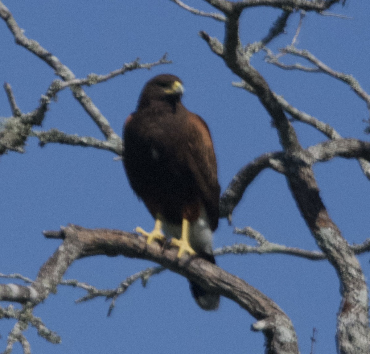 eBird Checklist - 12 Apr 2024 - King Ranch--Norias Division--Center/HQ ...